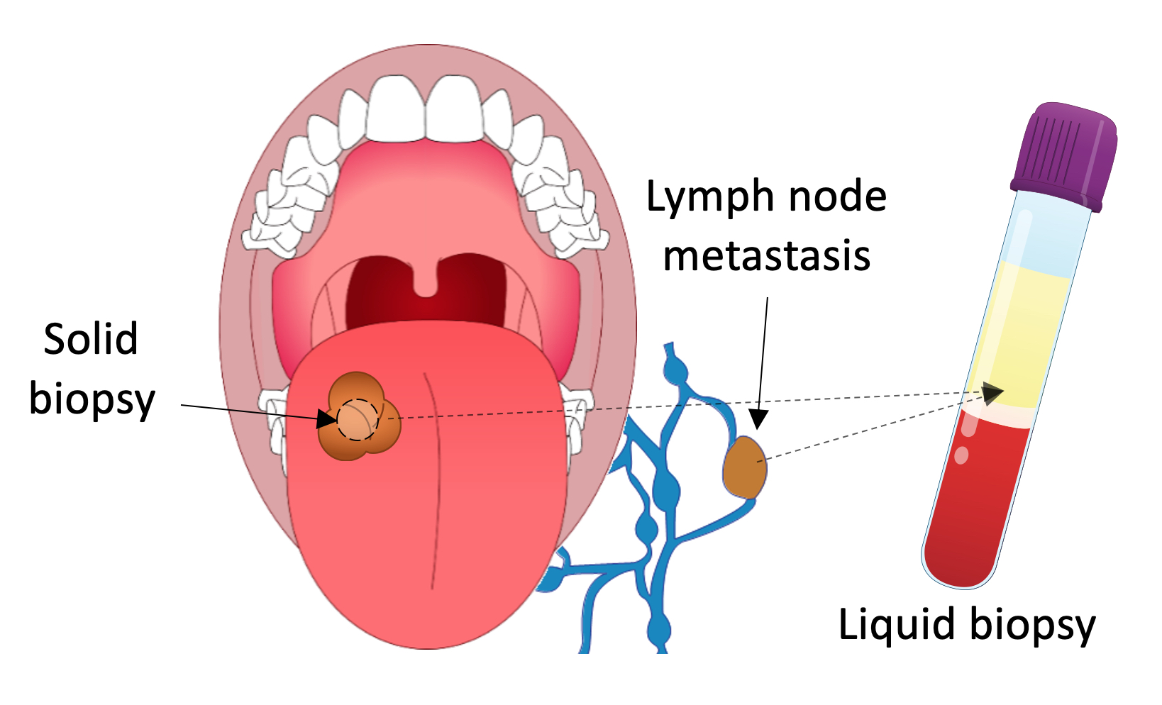 Research | Welcome to the Bratman Lab